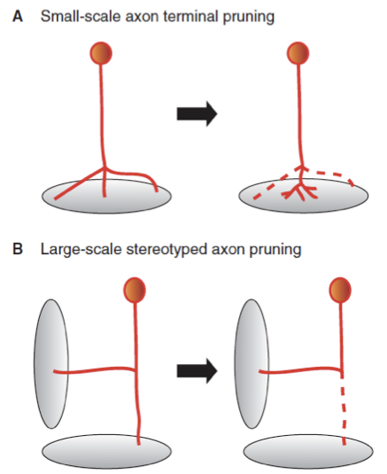 Visual CST Axon Pruning | Hwai-Jong Cheng Laboratory